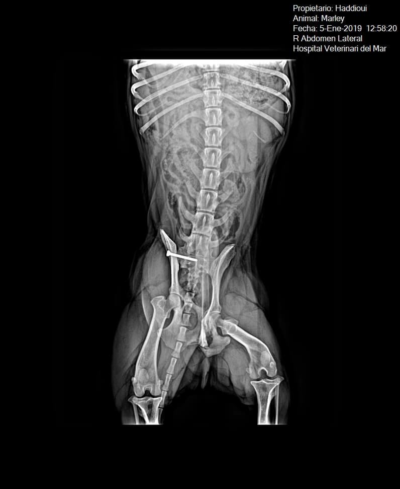 Fisioterapia en fractura de pelvis | Hospital Veterinari del Mar