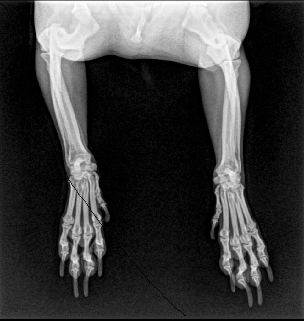 Luxación en articulación del codo | Hospital Veterinari del mar ...