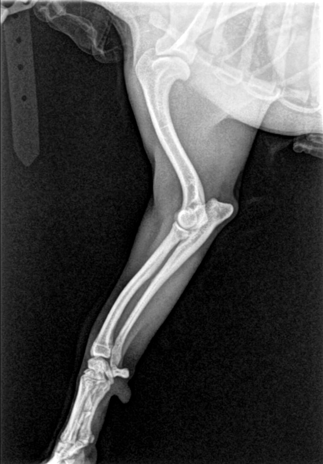 Luxación en articulación del codo | Hospital Veterinari del mar ...