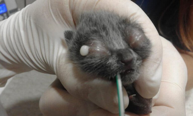 Conjuntivitis en gatitos | Hospital Veterinari del mar · Veterinarios 24h