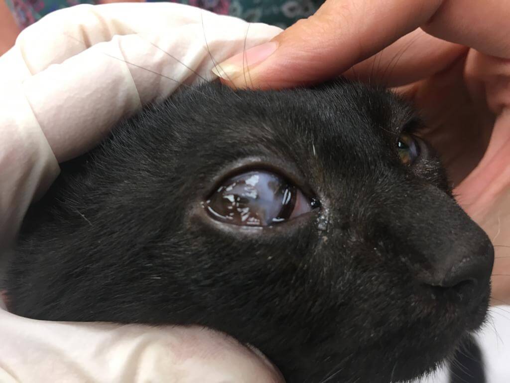 Conjuntivitis en gatitos | Hospital Veterinari del mar · Veterinarios 24h