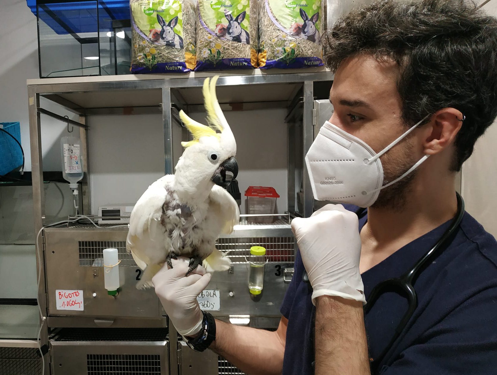 Picaje en aves | Hospital Veterinari del mar · Veterinarios 24h