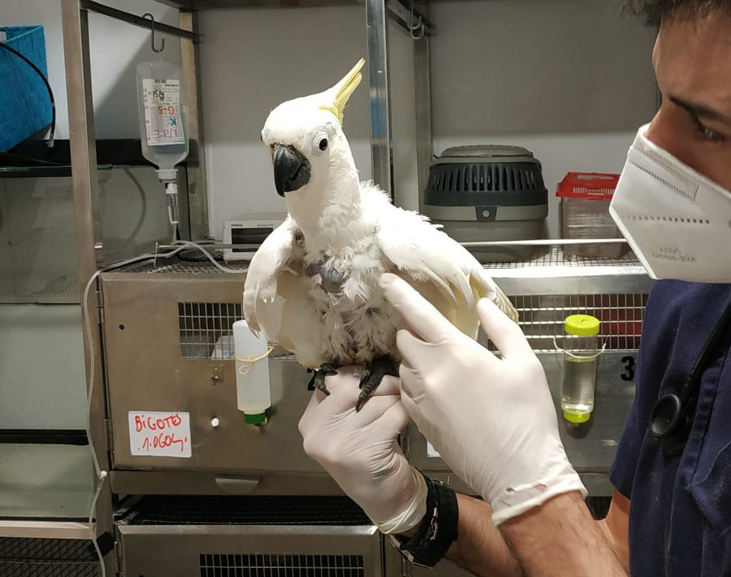 Picaje en aves | Hospital Veterinari del mar · Veterinarios 24h